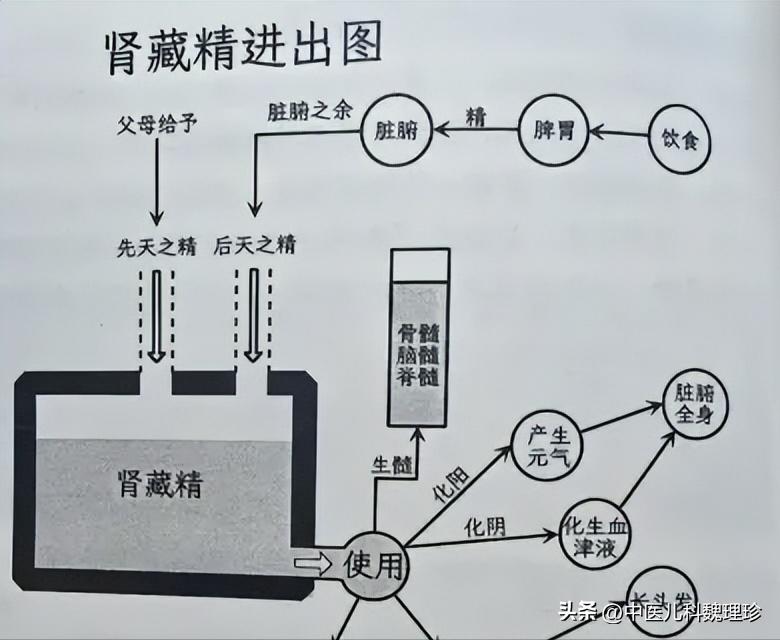 Spleen Deficiency Stunts Growth, Kidney Deficiency Weakens Bones, and ...